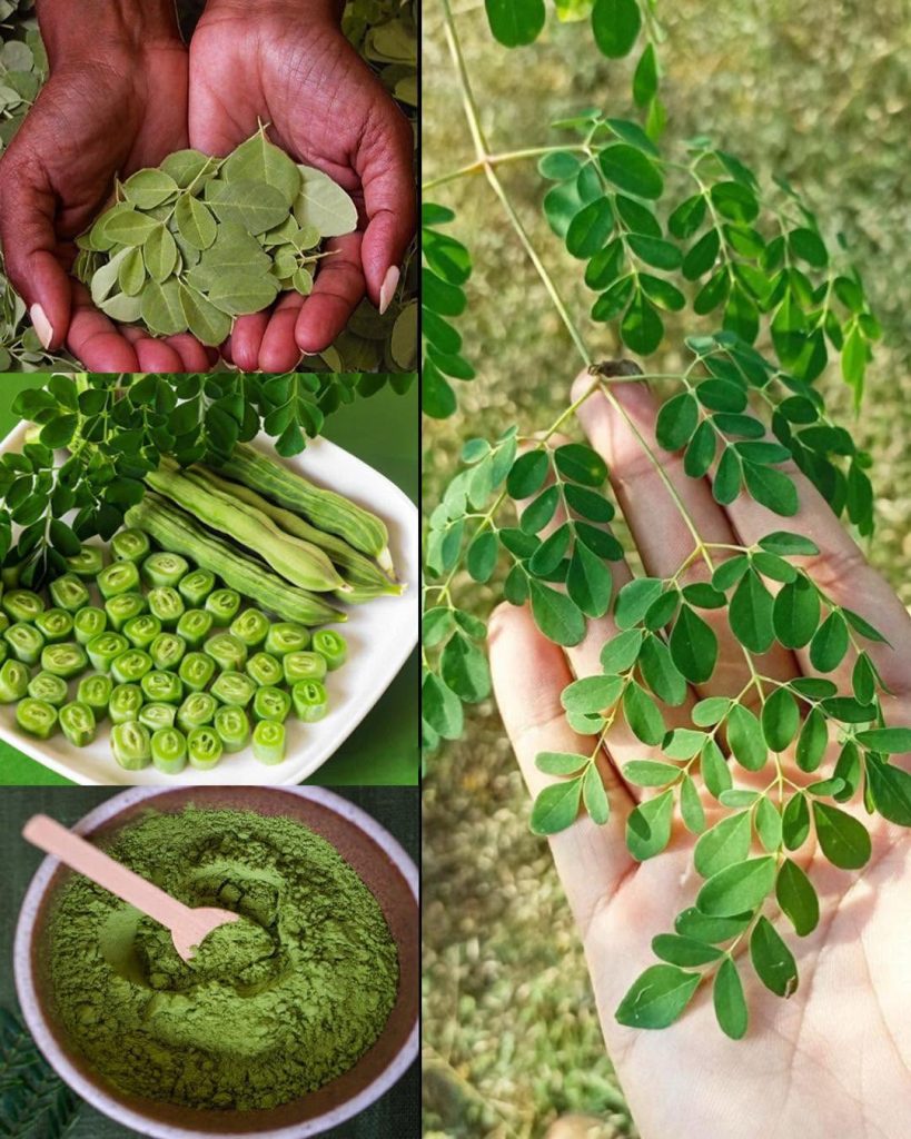 Le Moringa : cette plante miraculeuse qui révolutionne la nutrition ...